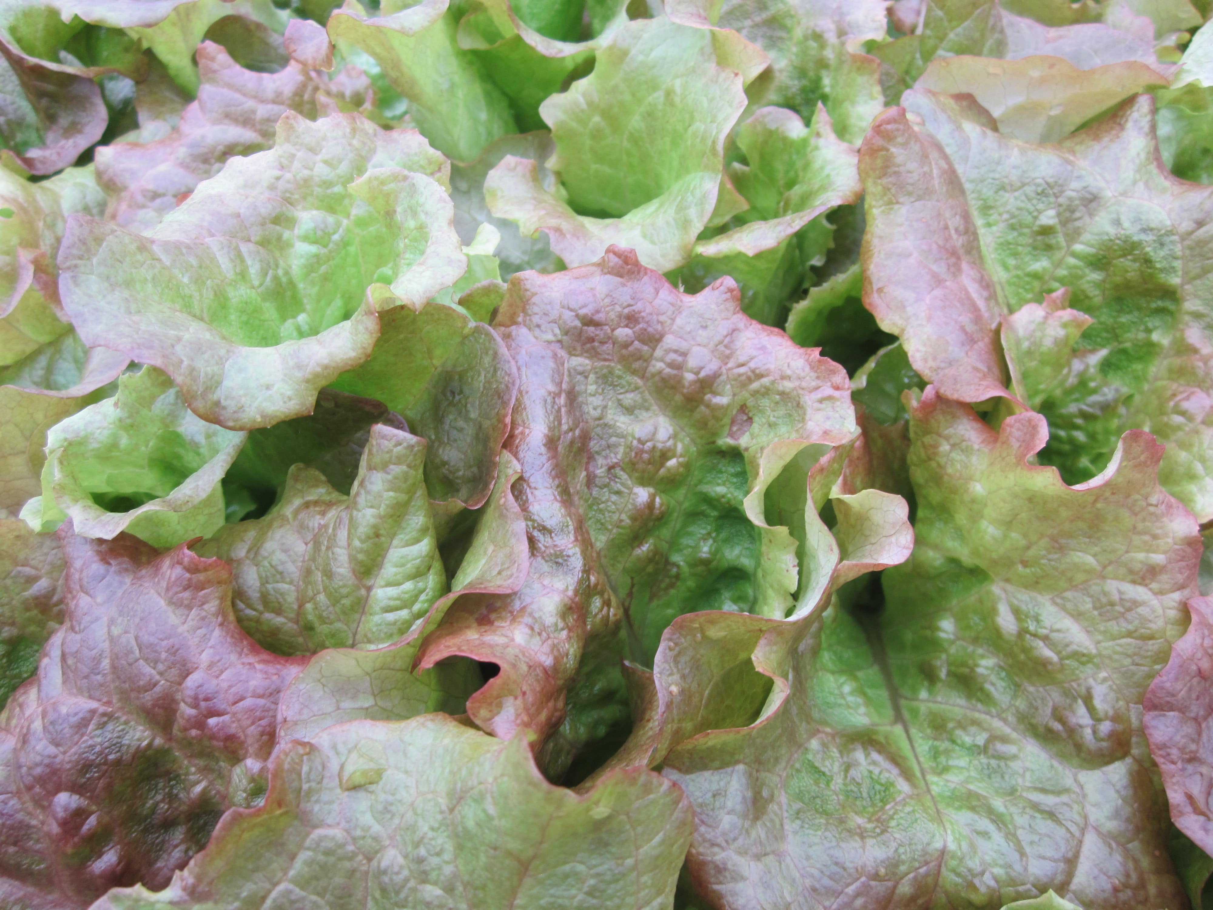 perennial and bedding plants | Vegetable plants